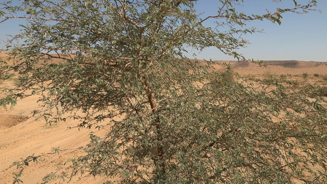 Saudi Arabia Unveils Ambitious Plan to Plant 100 Million Mangrove Trees ...