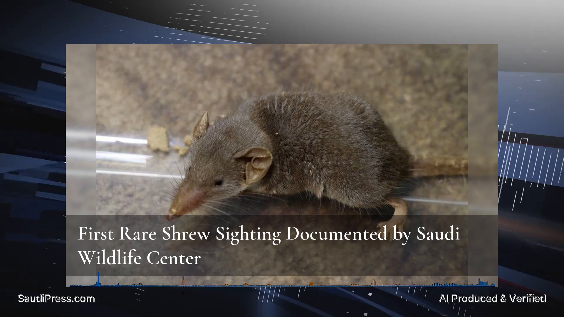 First Rare Shrew Sighting Documented by Saudi Wildlife Center - Saudi Press