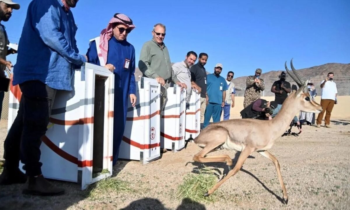 NEOM Nature Reserve Receives 132 Species Release to Bolster ...