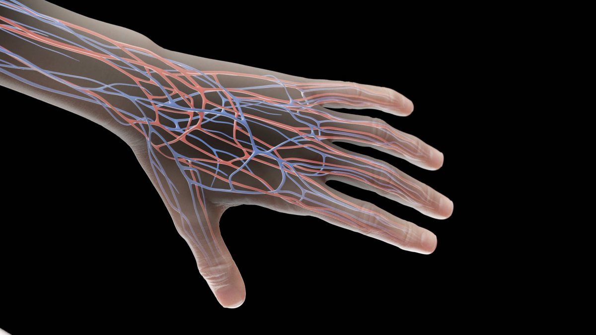 Revolutionary Technique Allows Deep Imaging of Blood Vessels and Blood ...