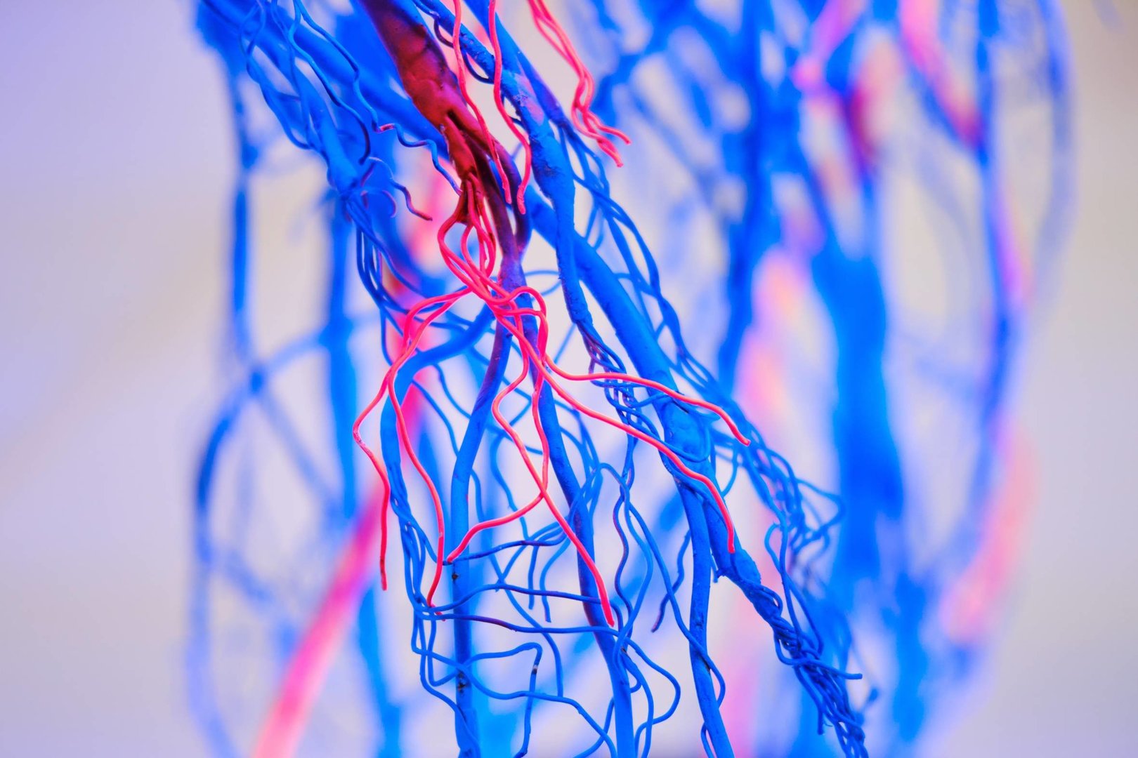 Revolutionary Technique Allows Deep Imaging of Blood Vessels and Blood ...